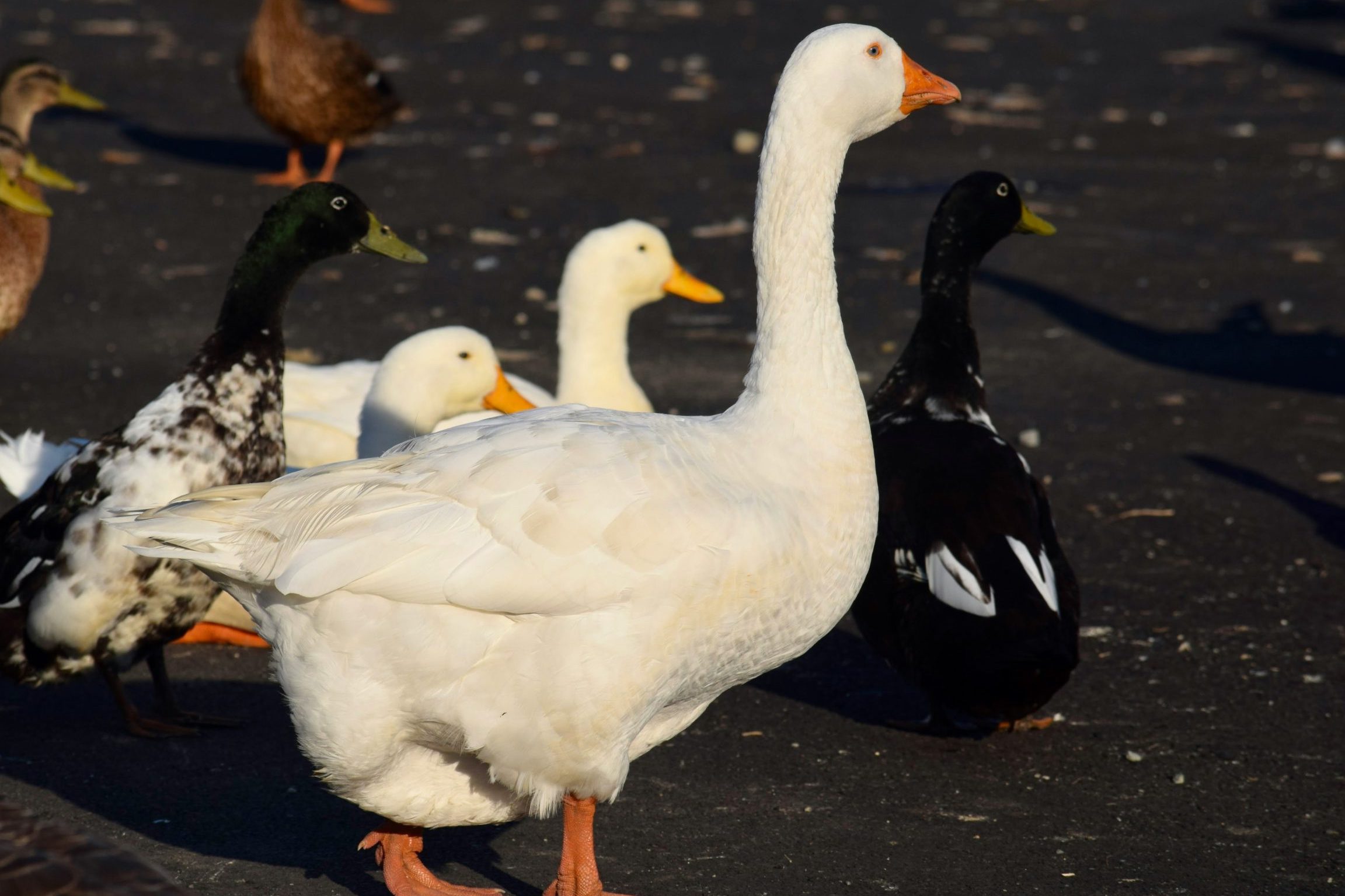 Les ondes de choc : prise en charge par la sécurité sociale